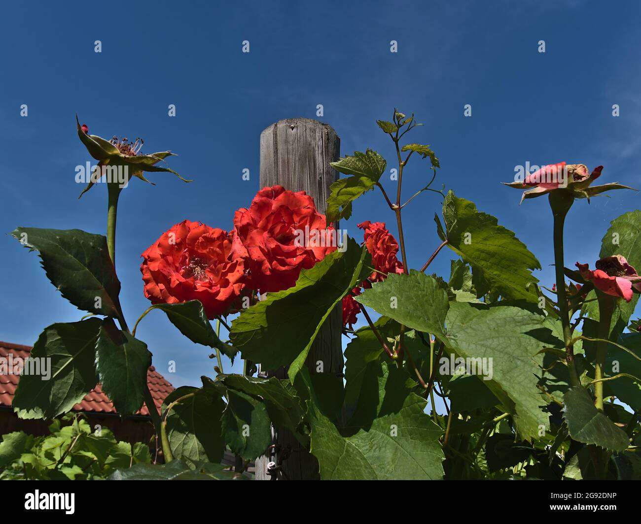 Closeup flower hi-res stock photography and images - Alamy