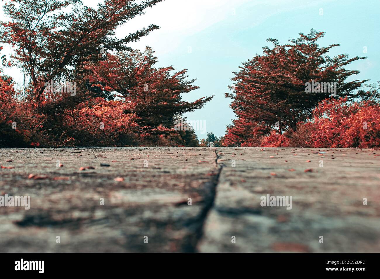 A concrete road next to a tree Stock Photo - Alamy