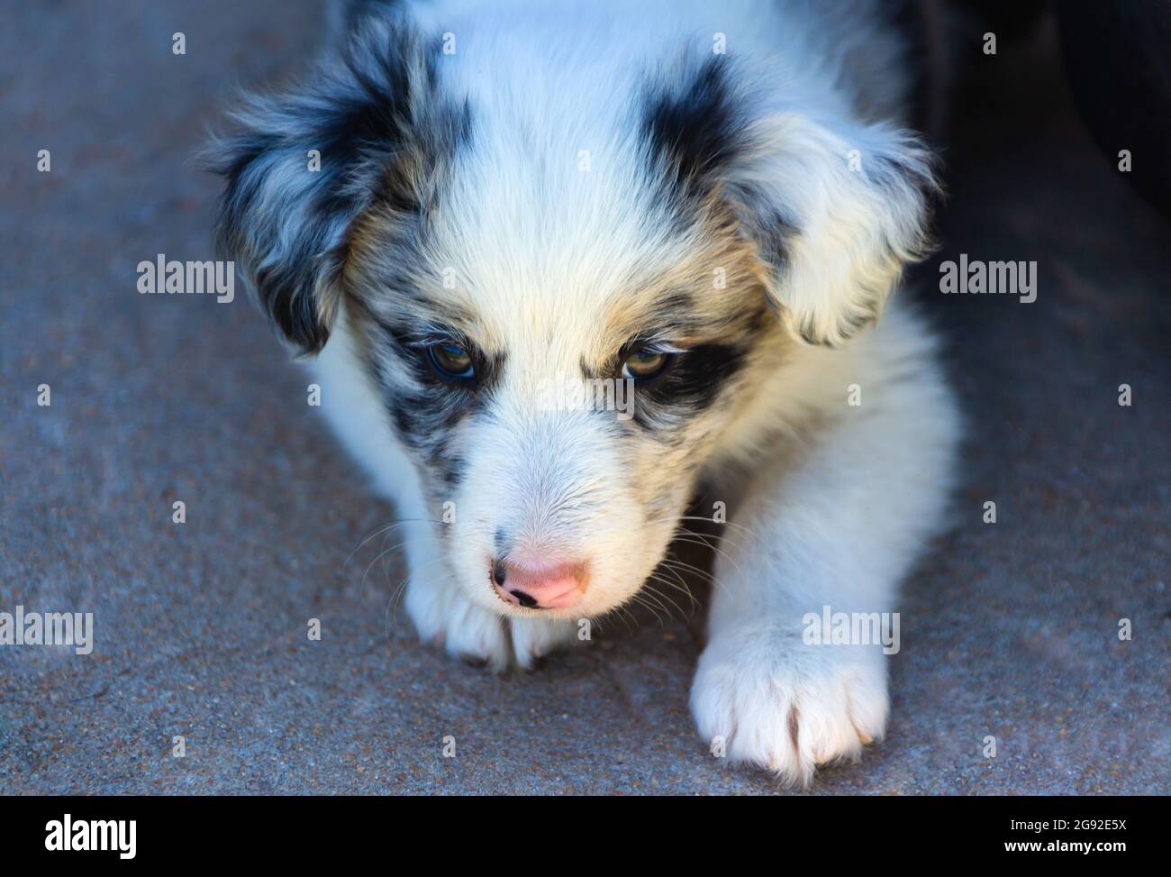 Border collie head hi-res stock photography and images - Alamy