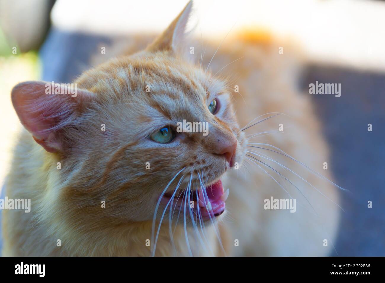 Angry pet cat hi-res stock photography and images - Alamy