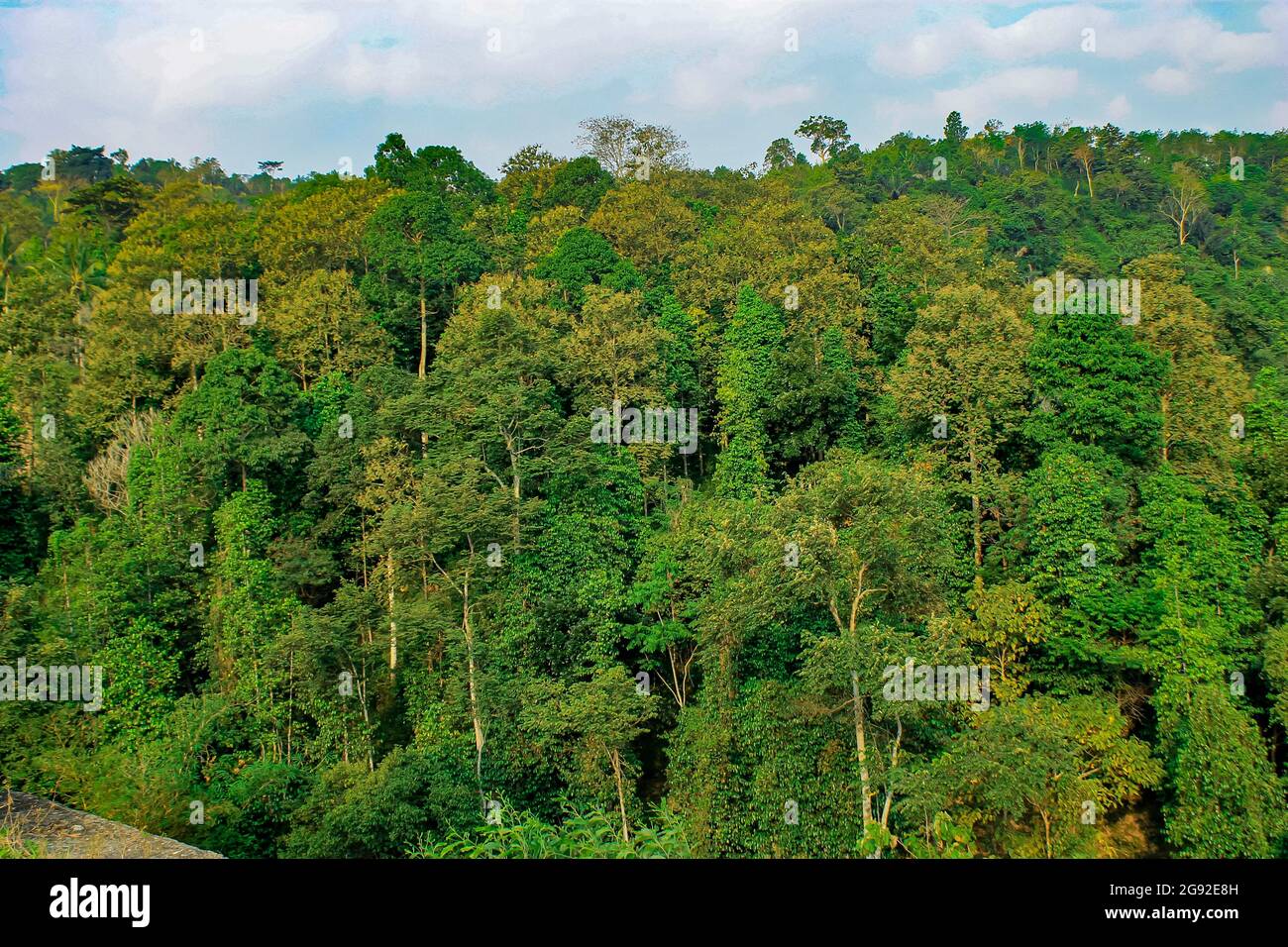Looking from the top of the tree in the forest Stock Photo - Alamy