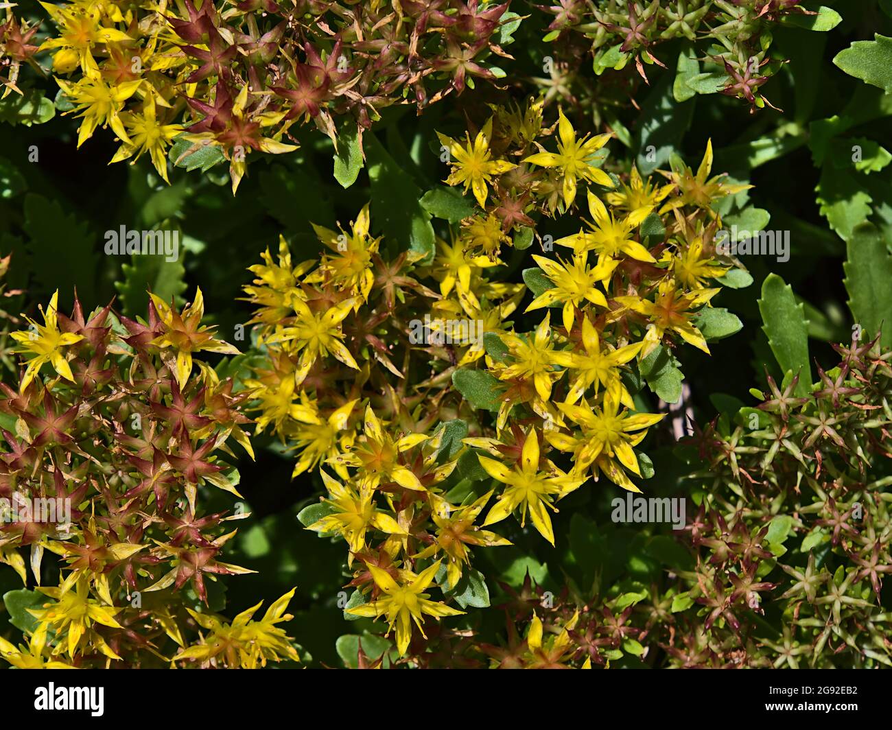 Beautiful close-up view of sedum flowers (sedum hybridum) with yellow ...