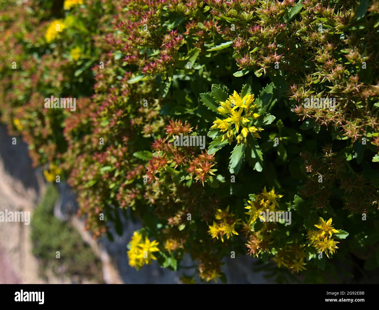 Beautiful close-up view of sedum flowers (sedum hybridum) with yellow ...