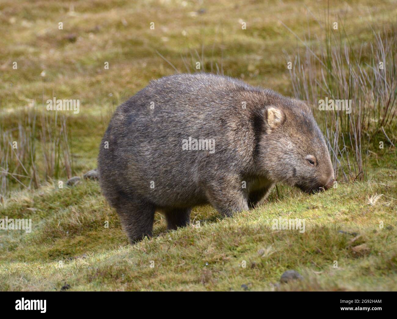 Closeup view of a wild marsupial wombat eating grass near Cradle ...