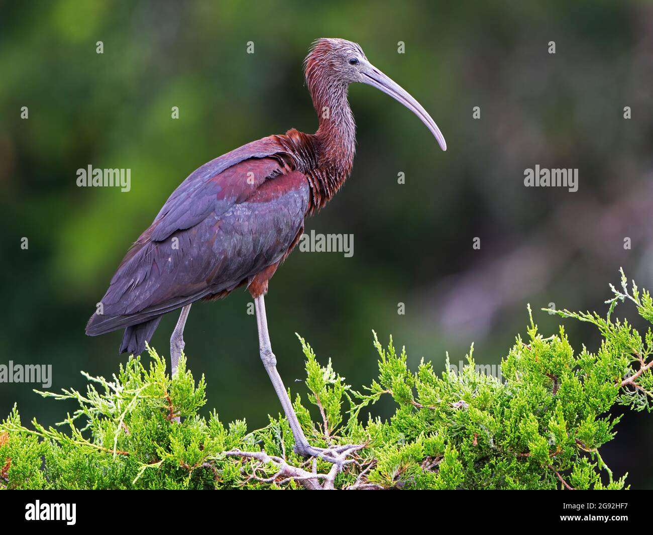 Glossy ibis nest hi-res stock photography and images - Alamy