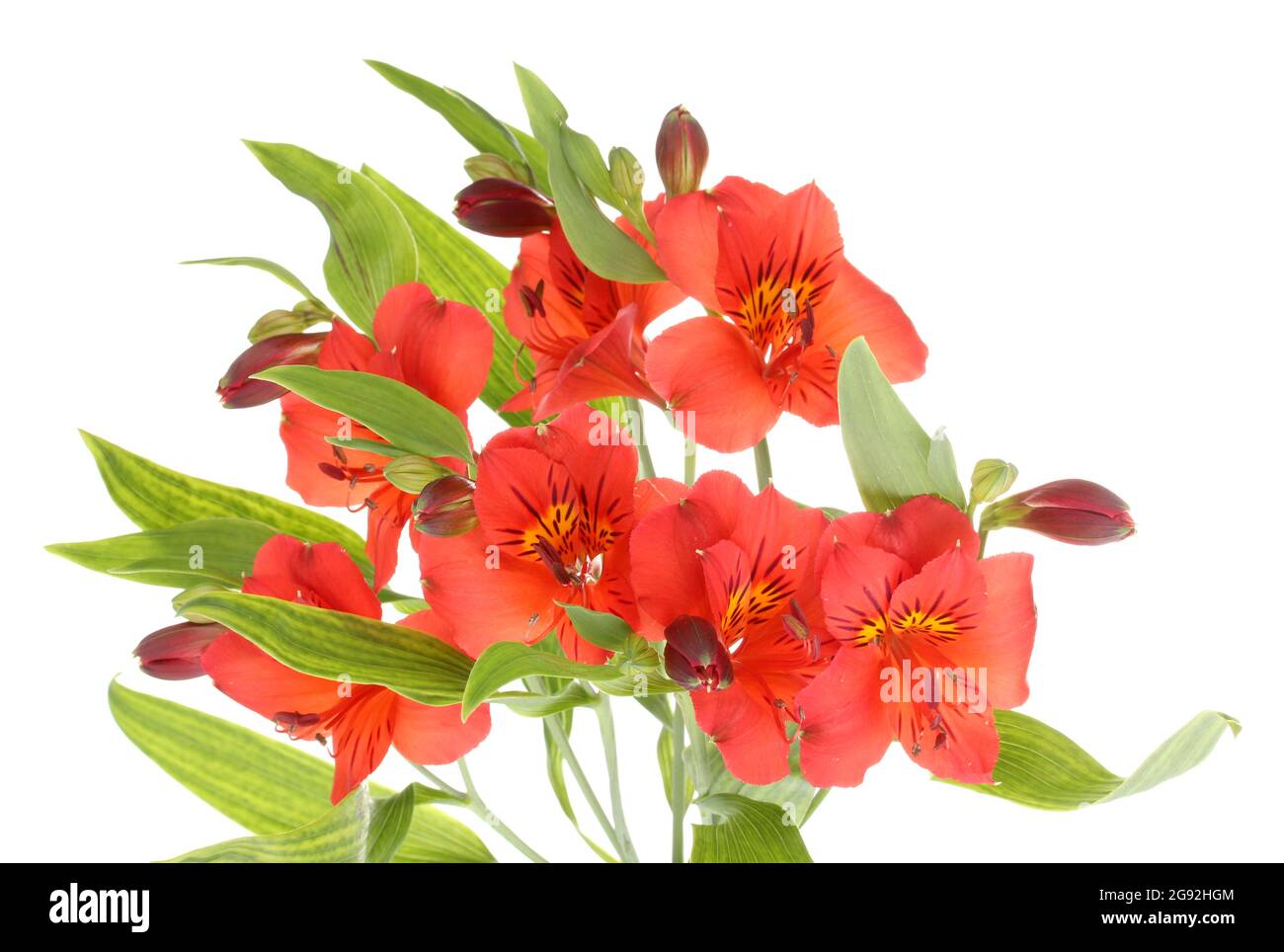 Alstroemeria red flowers isolated on white Stock Photo - Alamy