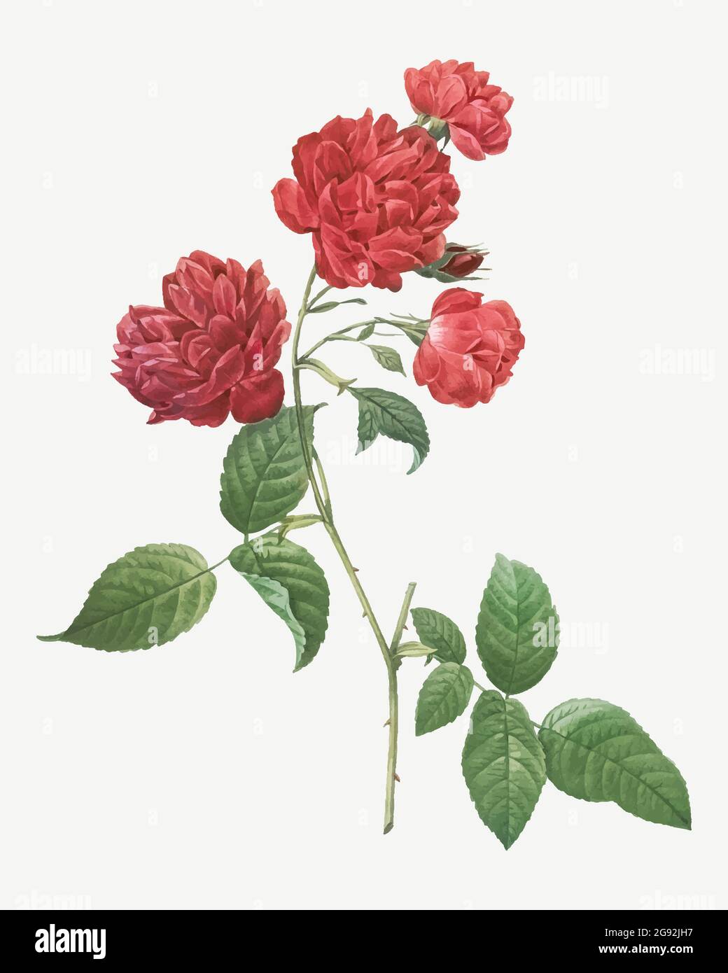 Botanical Drawing Cabbage High Resolution Stock Photography and Images ...