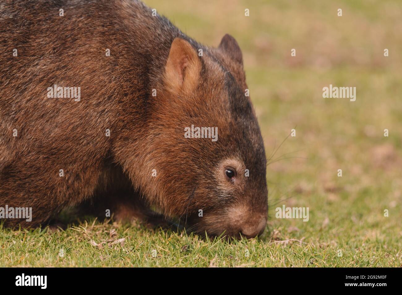 Mammal wombat common australia hi-res stock photography and images - Alamy