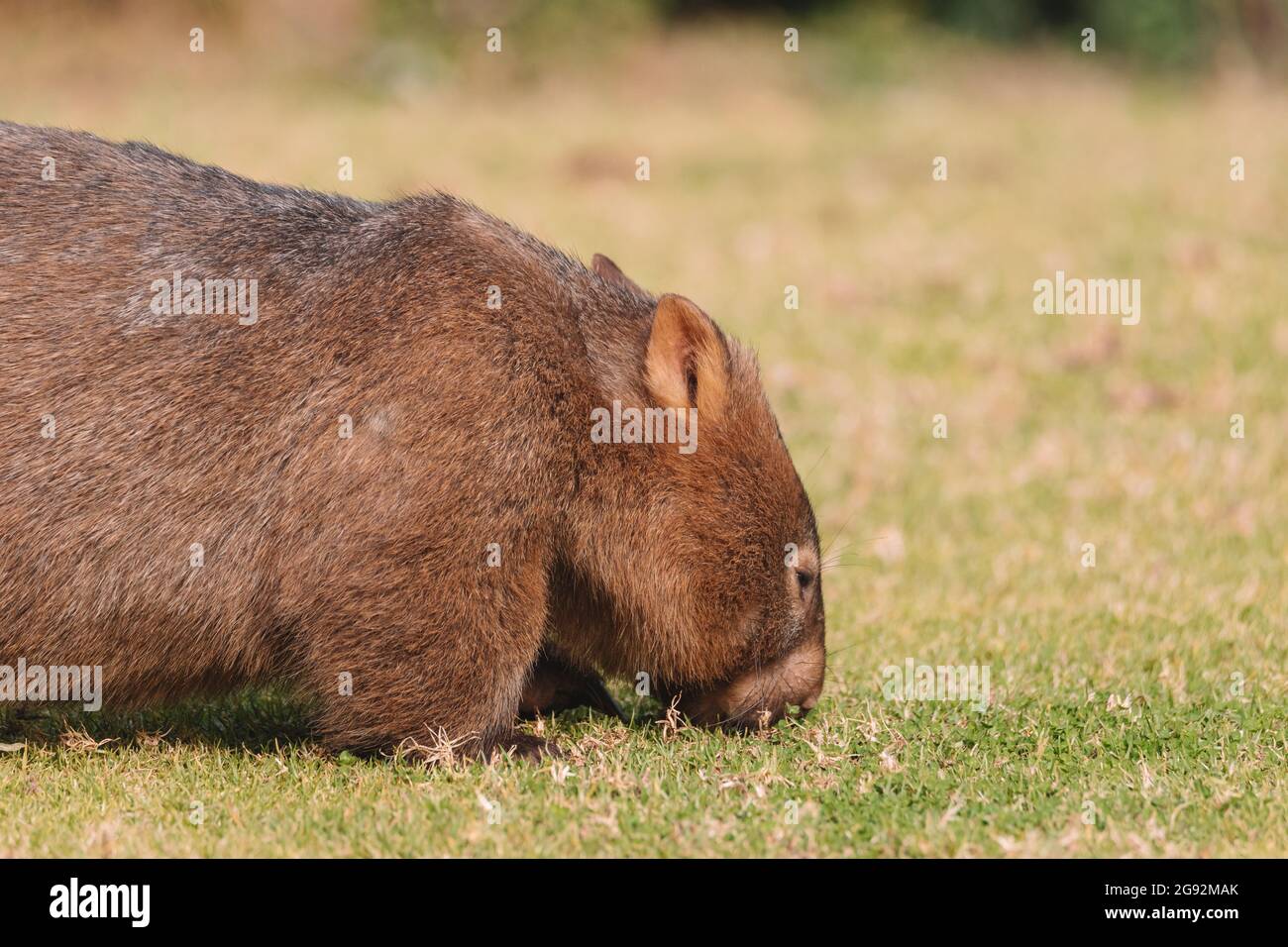 Common Wombat, Kangaroo Valley NSW, Australia Stock Photo - Alamy
