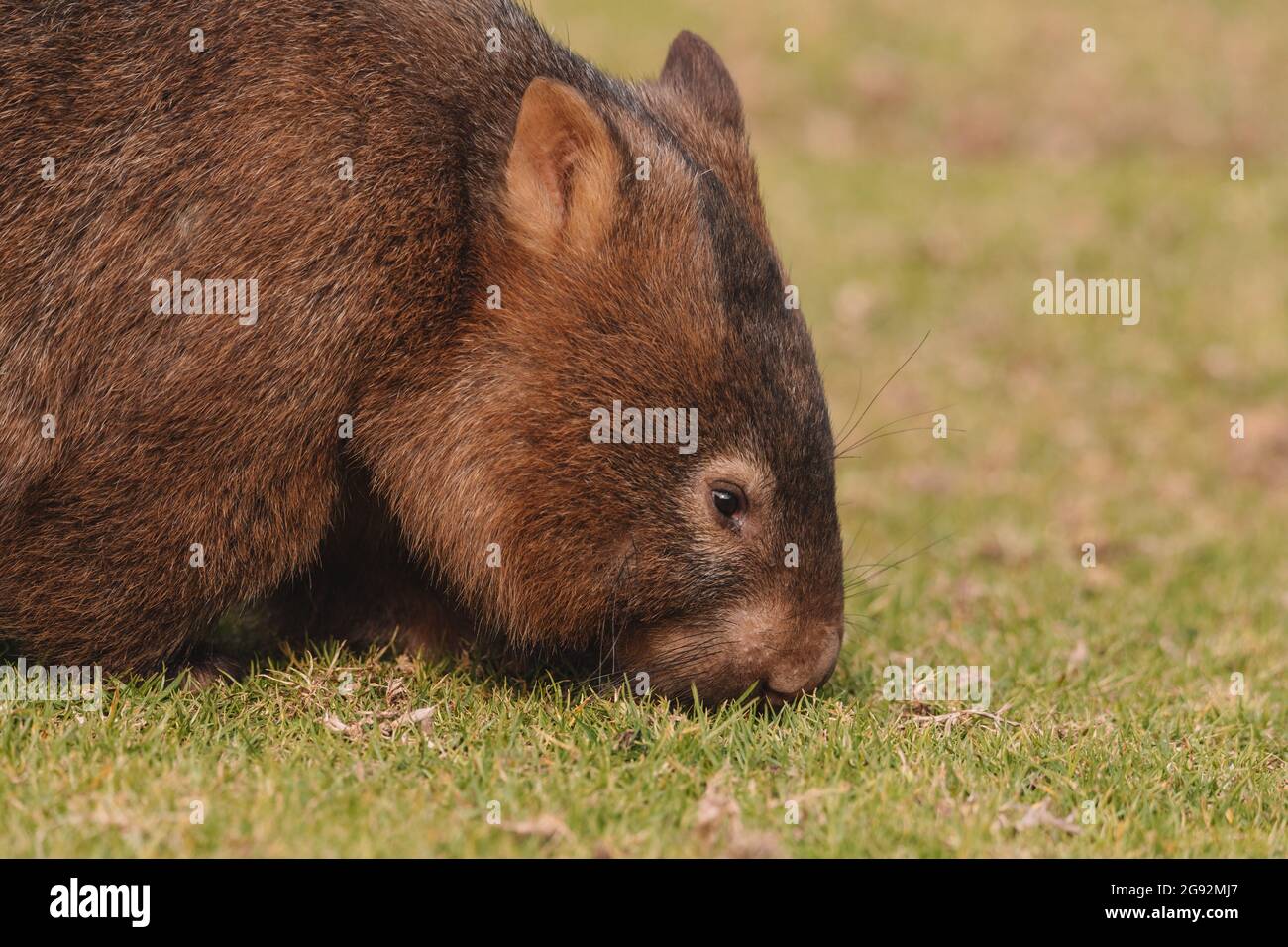 Common Wombat, Kangaroo Valley NSW, Australia Stock Photo - Alamy