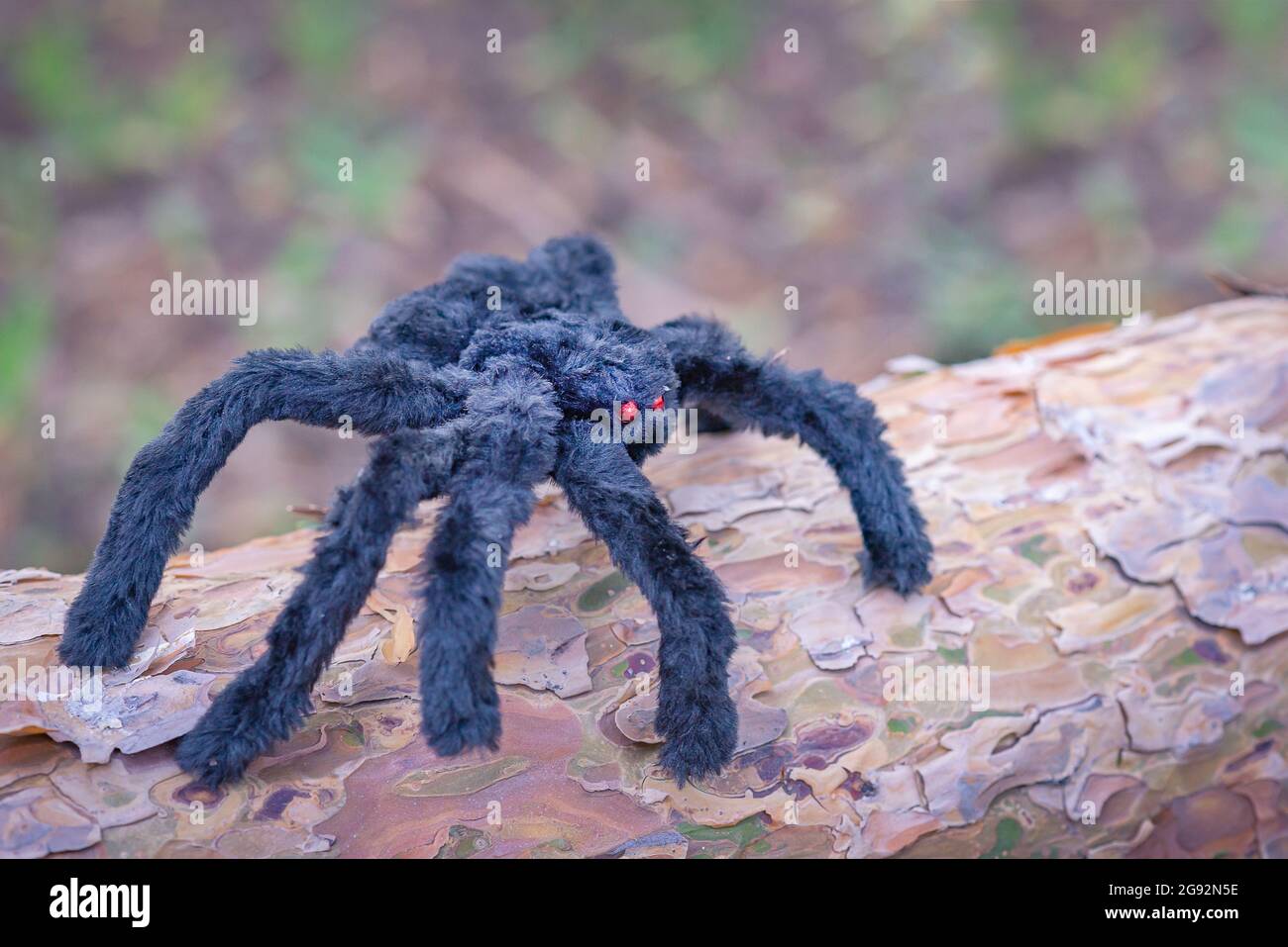 A large black fluffy spider with red eyes sits on a tree trunk Stock ...