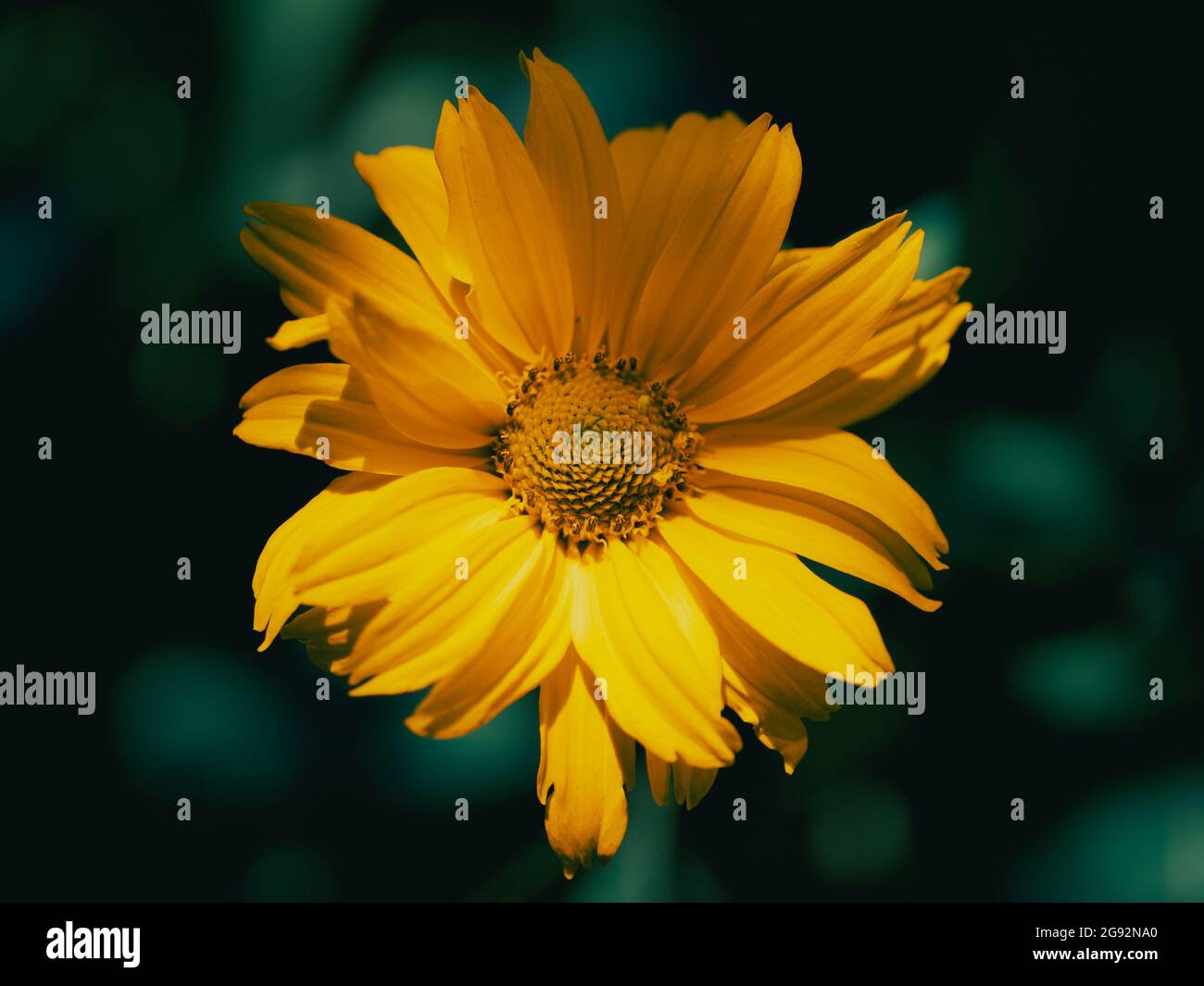 Arnica Flower Detail High Resolution Stock Photography and Images - Alamy