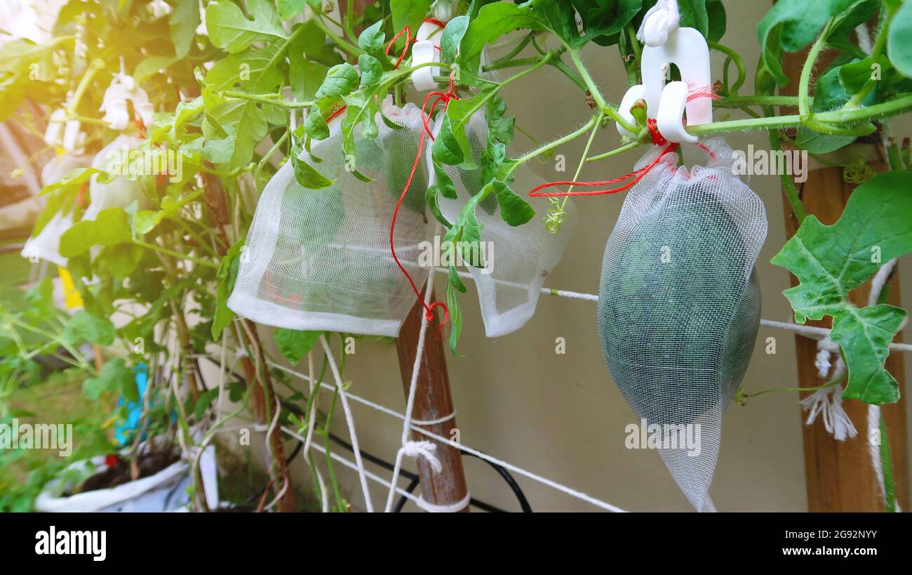 Cultivation of watermelons in the gardens of house along the wall of ...