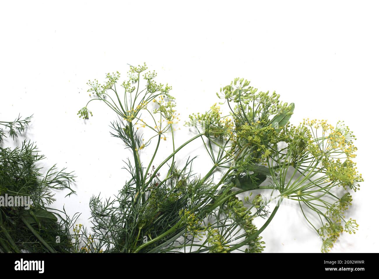 fennel isolated on white background flat lay. Image contains copy space ...
