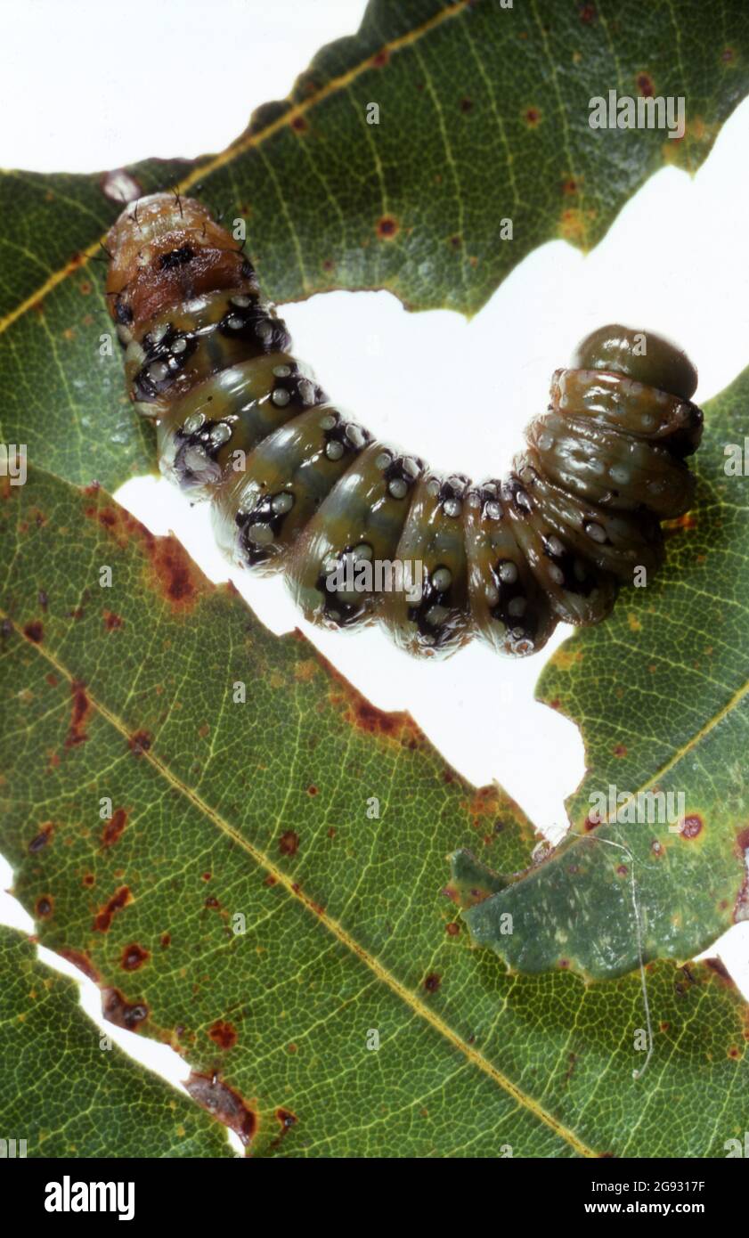 BANKSIA MOTH LARVAE (Psalidostetha banksiae Stock Photo - Alamy