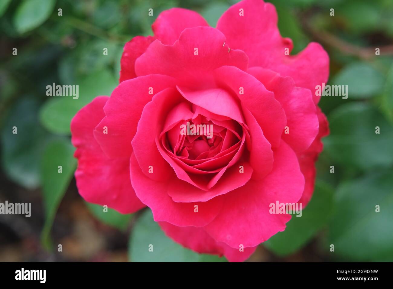 A Deep Pink Rose In Garden Stock Photo - Alamy