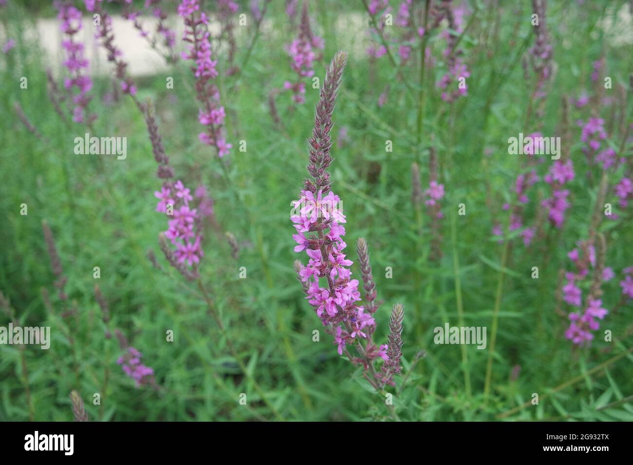 Pink Purple Lythrum Anceps Lythrum Salicaria Flowers Stock Photo - Alamy