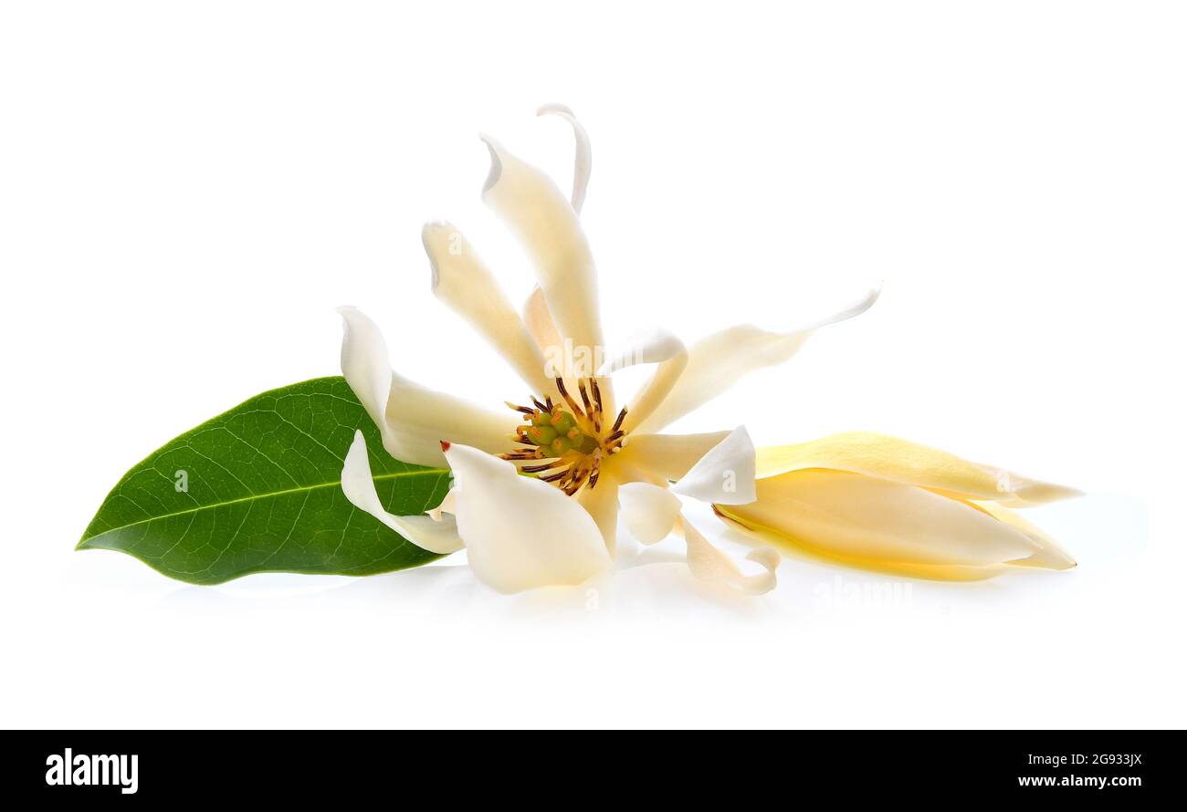 Champaka flower hi-res stock photography and images - Alamy