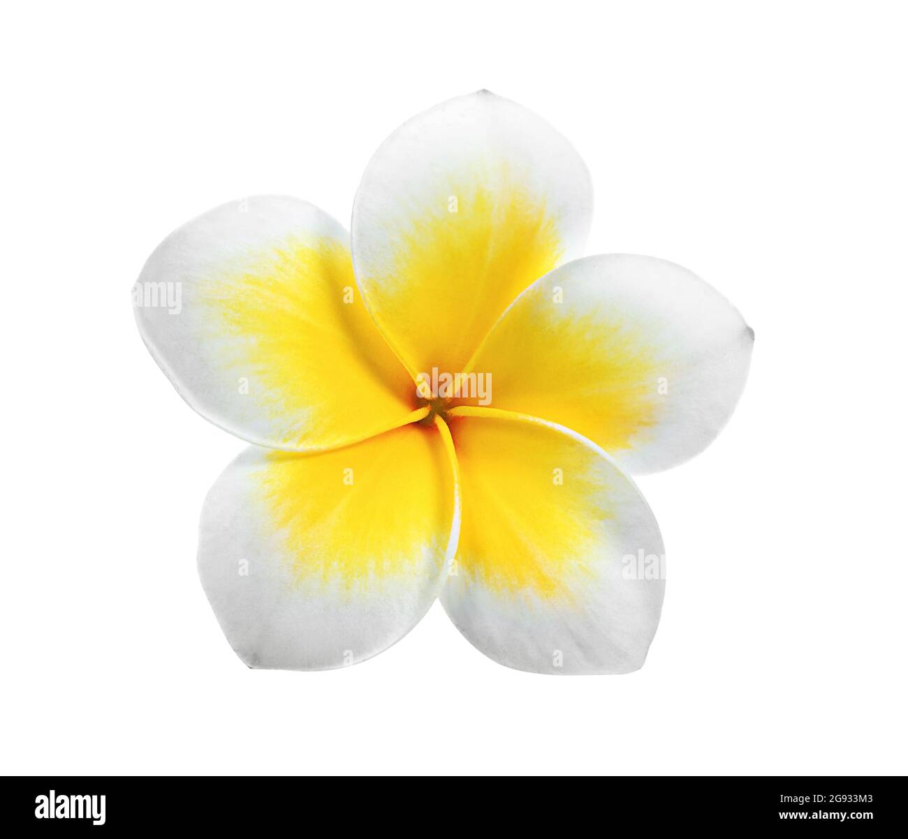 frangipani isolated on white background Stock Photo - Alamy