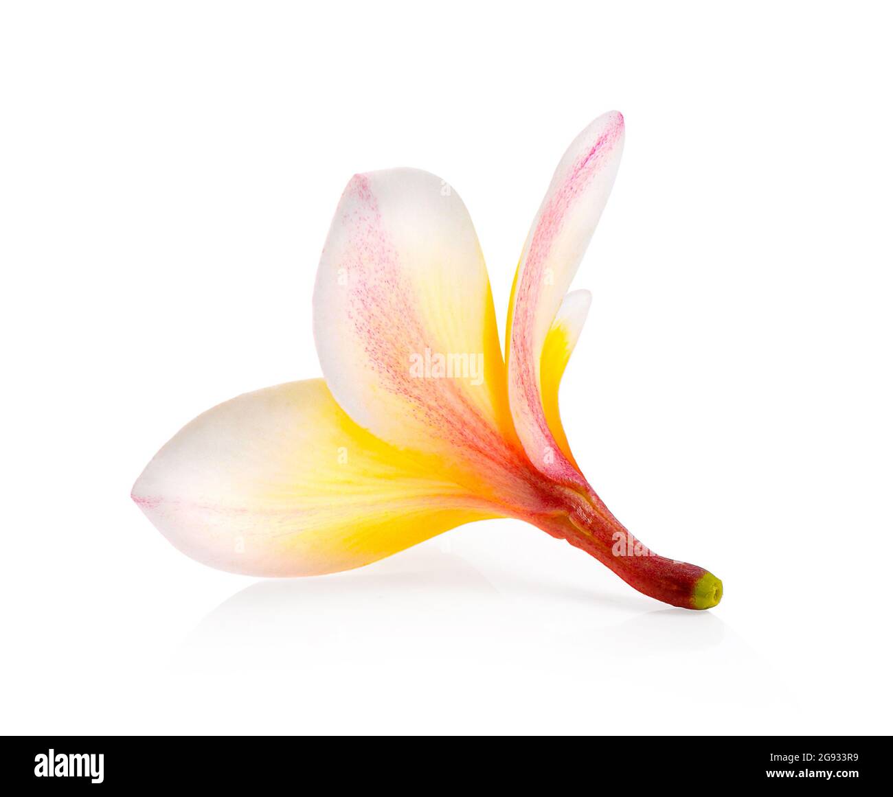 frangipani isolated on white background Stock Photo - Alamy