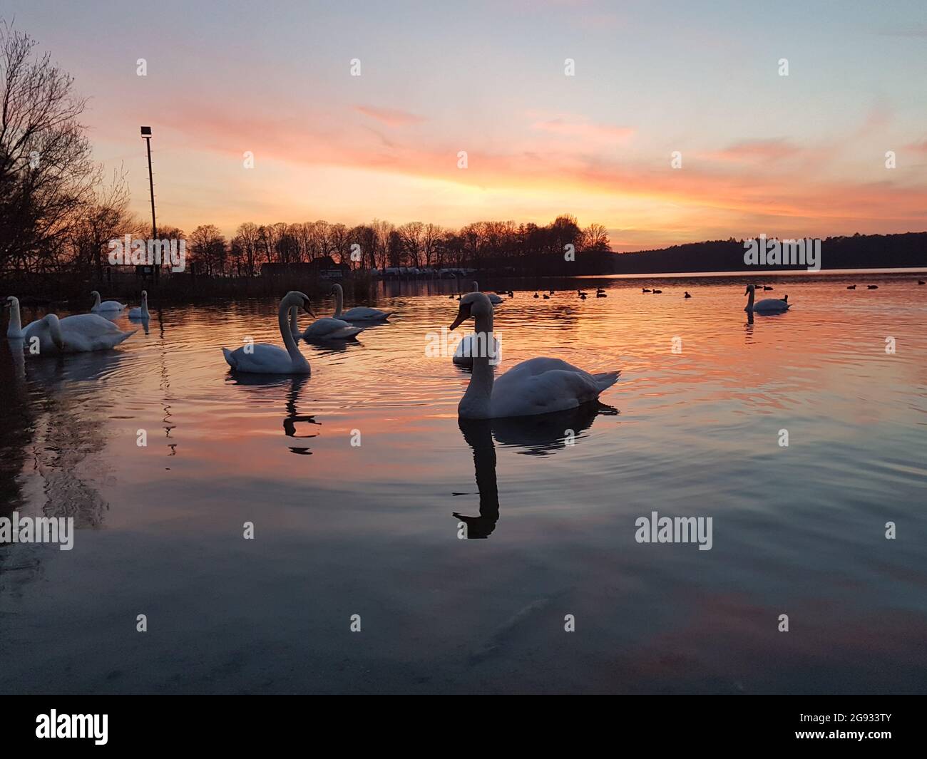 Beautiful swans at sunset hi-res stock photography and images - Alamy