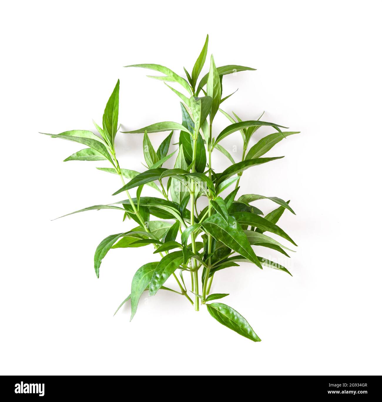 fresh kariyat herb plant on white background Stock Photo - Alamy