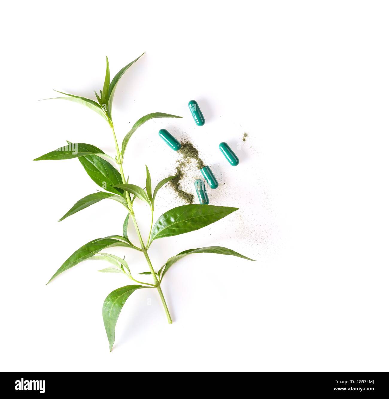 fresh kariyat herb plant and capsule on white background. top view ...