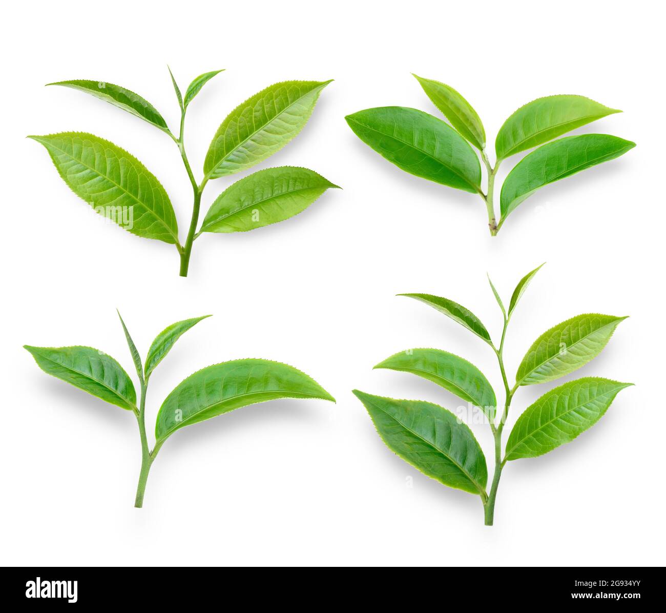 green tea leaf on white background Stock Photo - Alamy