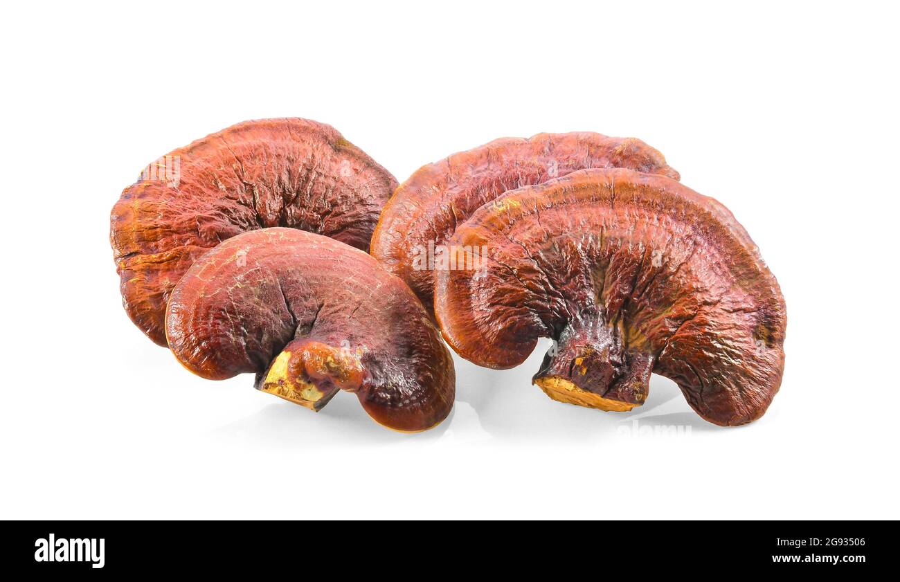 Lingzhi mushroom hi-res stock photography and images - Alamy