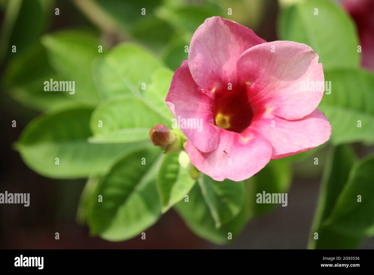 Allamanda Purple-Violet (Allamanda blanchetii) flowers in bloom Stock ...