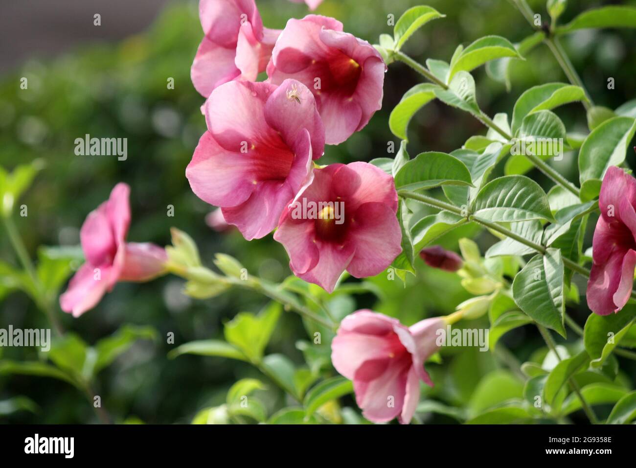 Allamanda Purple-Violet (Allamanda blanchetii) flowers in bloom Stock ...