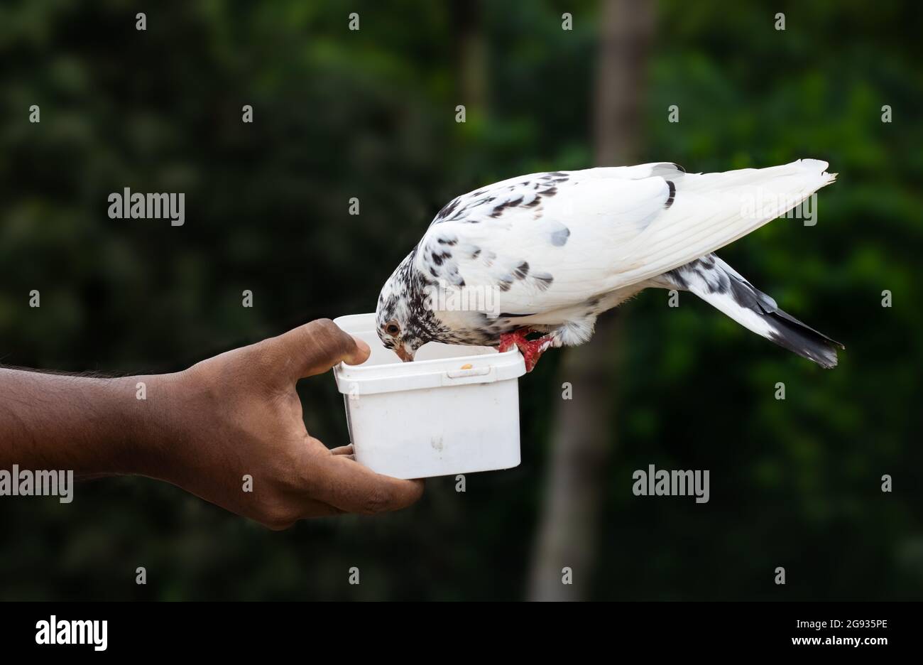 A cute white female pigeon eating food on the hand from a bucket Stock ...