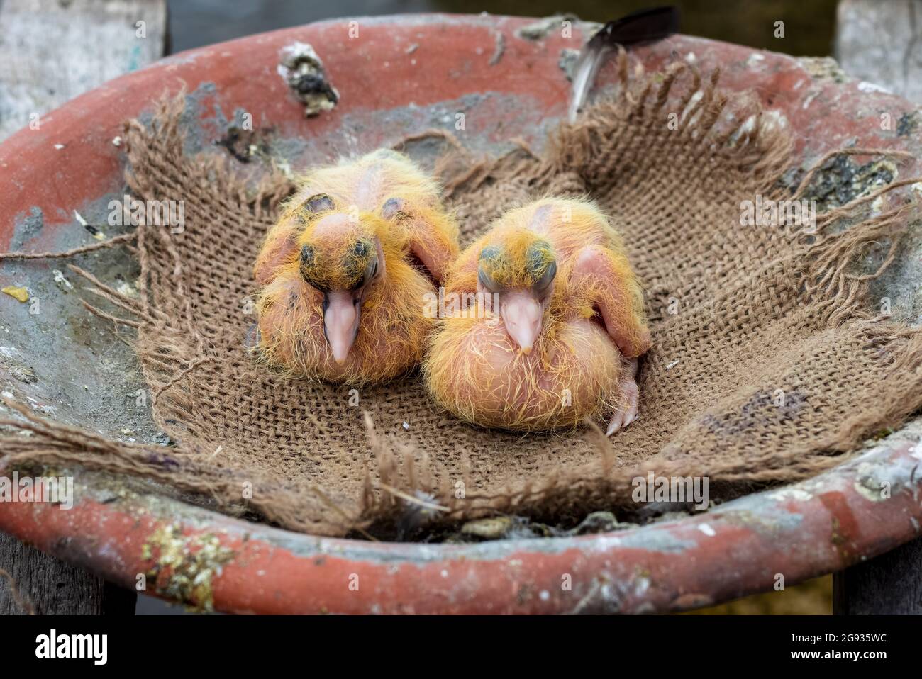 Closeup photo of newborn cute baby pigeons in the loft Stock Photo - Alamy