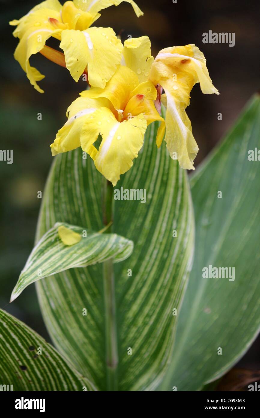 Rhizome canna hi-res stock photography and images - Alamy