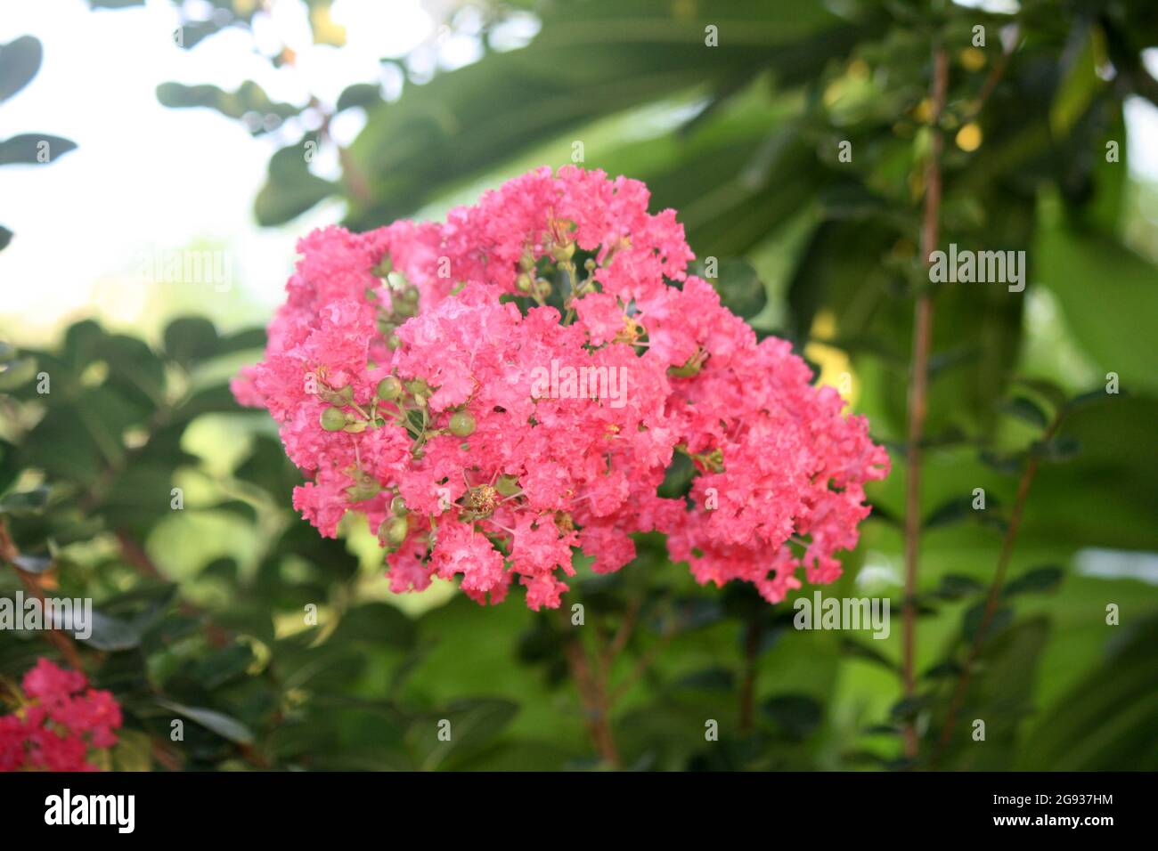 Crape Myrtle (Lagerstroemia indica) in bloom in a garden Stock Photo ...