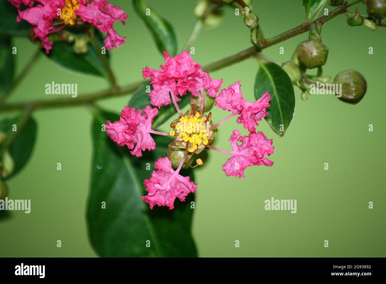 Crape Myrtle (Lagerstroemia indica) in bloom in a garden Stock Photo ...