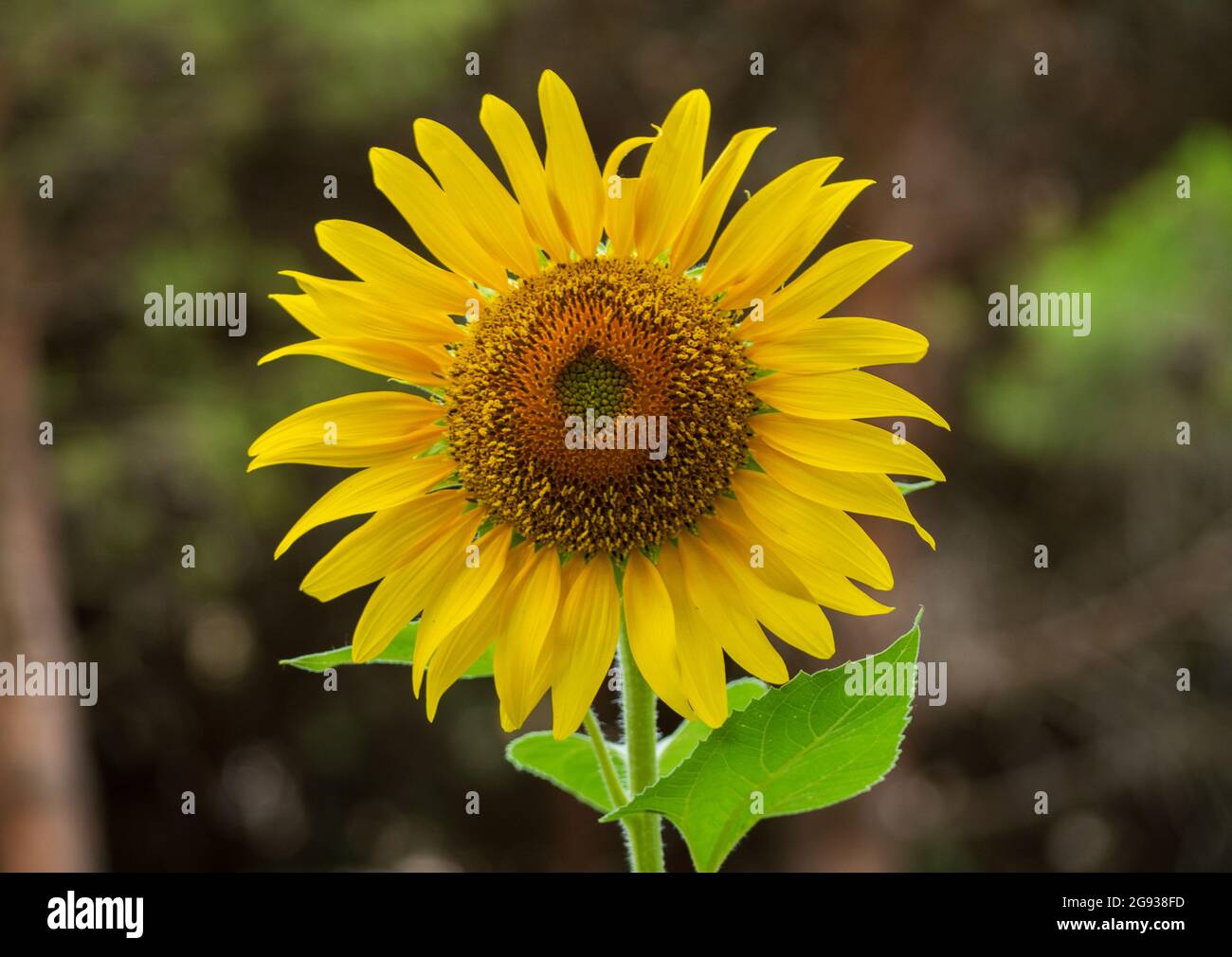 close-up photo of sunflower plant Stock Photo - Alamy