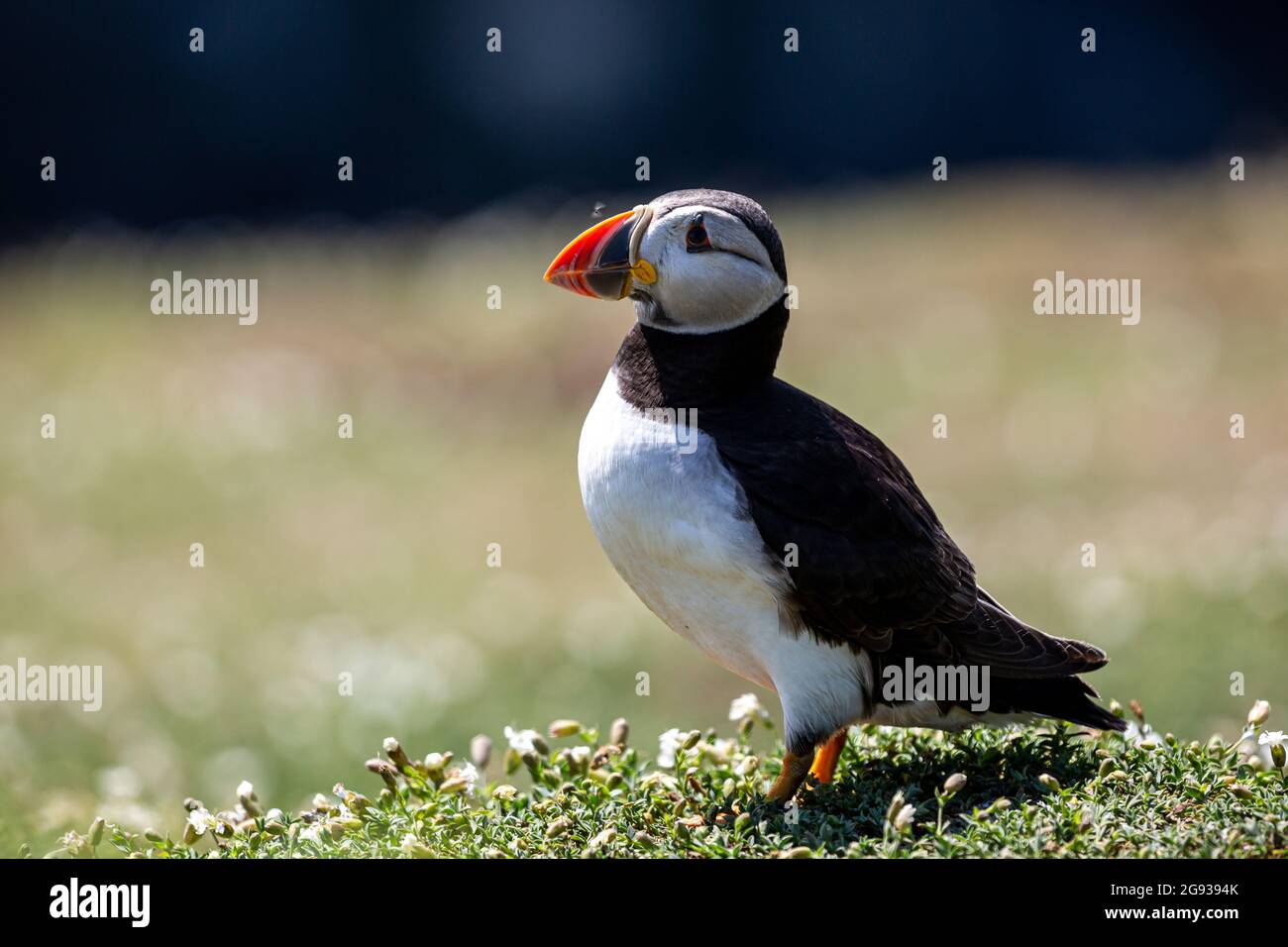 An Atlantic Puffin in the Sunshine on Skomer Island, With a Shallow ...