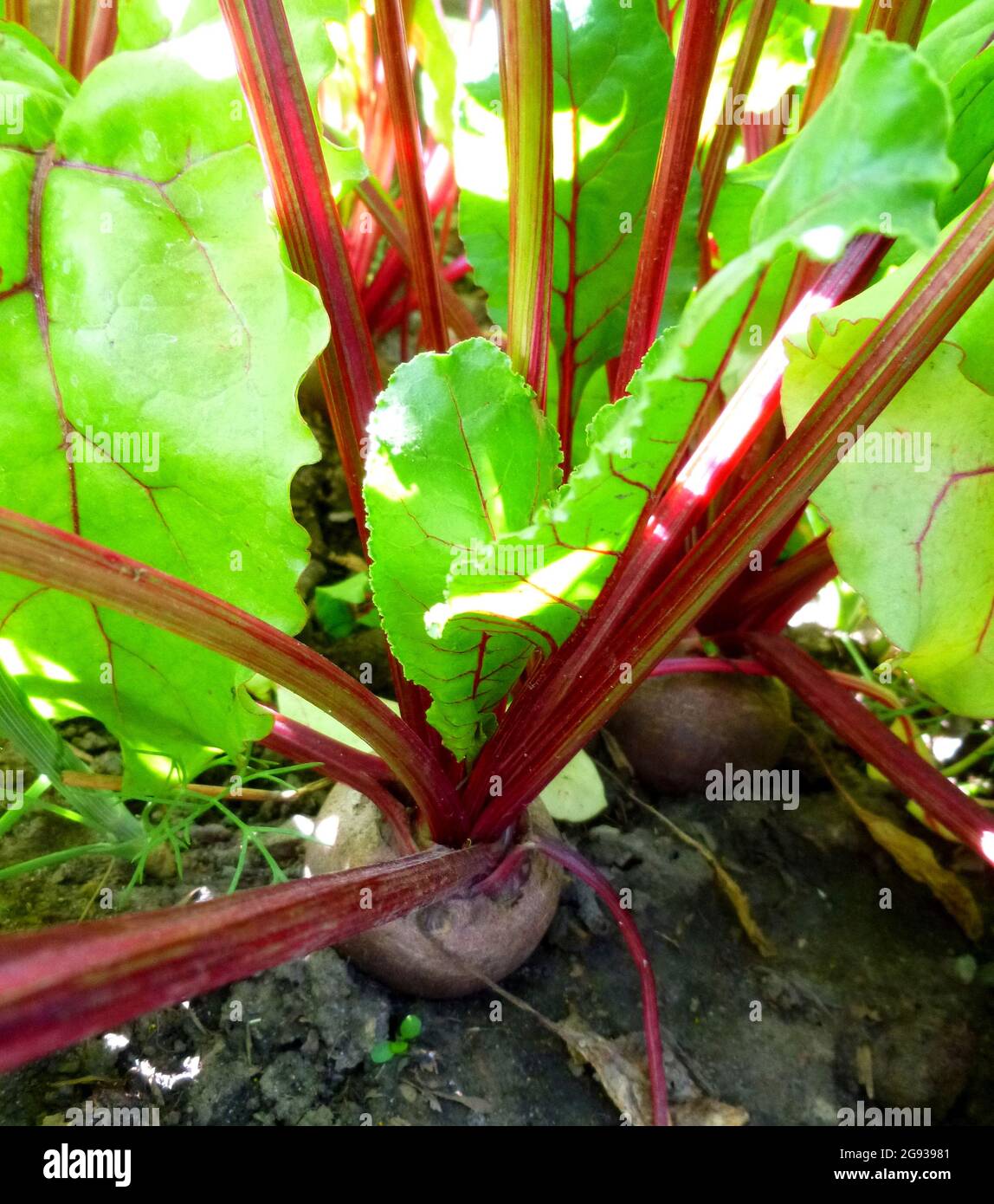 Growing beetroot on the vegetable bed. Plant from garden in Siberia ...