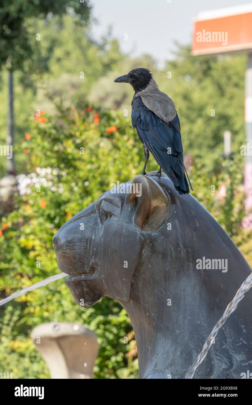 Jerusalem, Israel - July 21st, 2021: A gray crow on top of The Lions ...