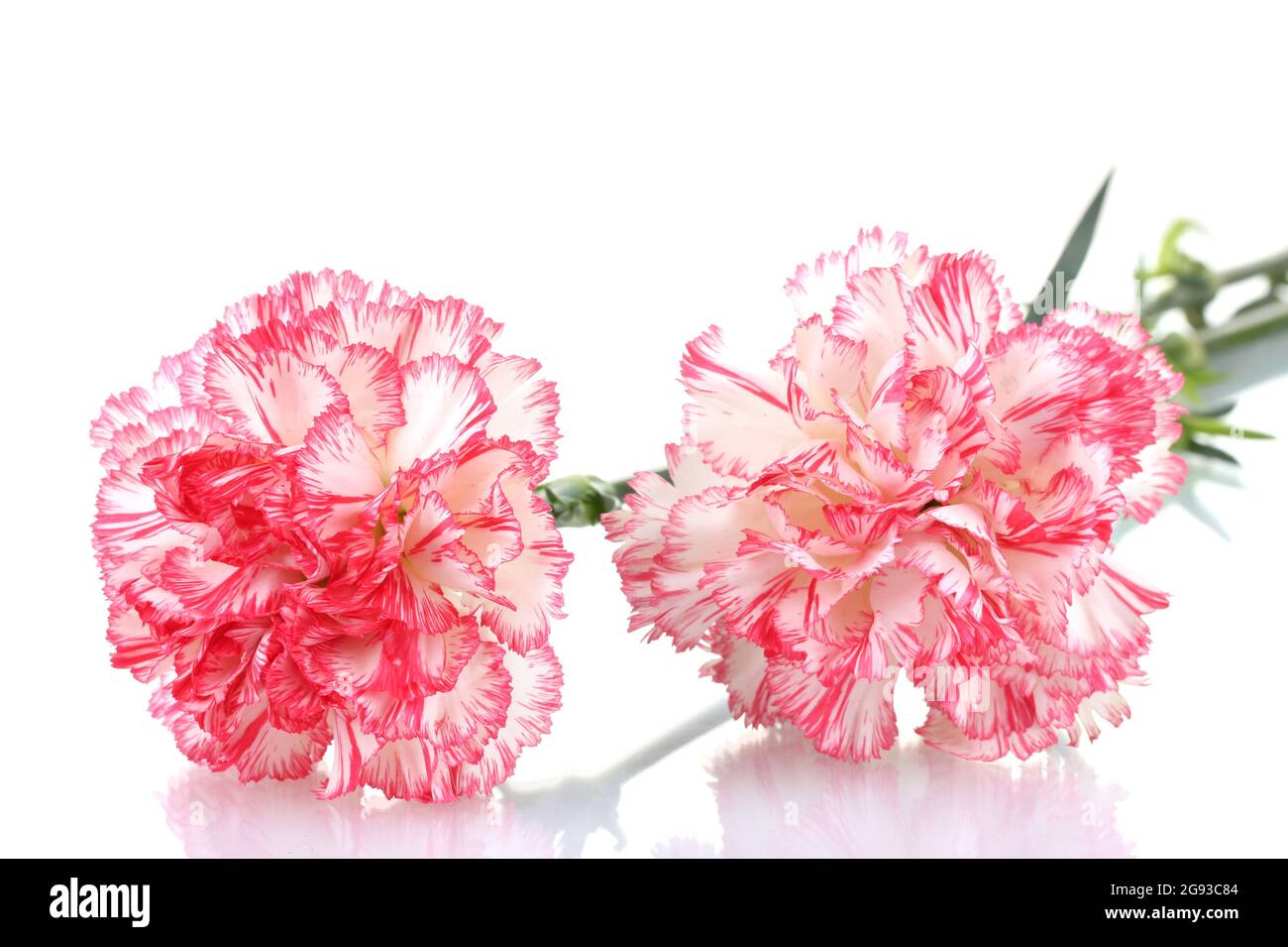 two pink beautiful carnations isolated on white Stock Photo - Alamy