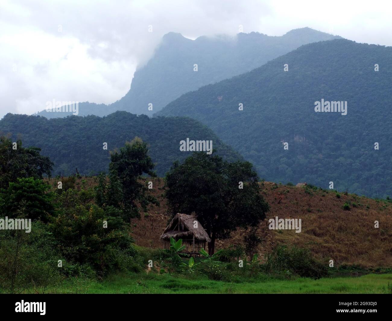 Field Hut and Rice Fields in Luang Prabang, Laos Stock Photo - Alamy