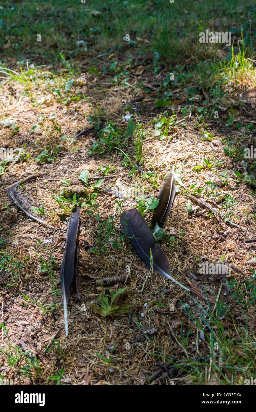 Rook Corvus frugilegus feathers on the ground under nests, Hungary ...