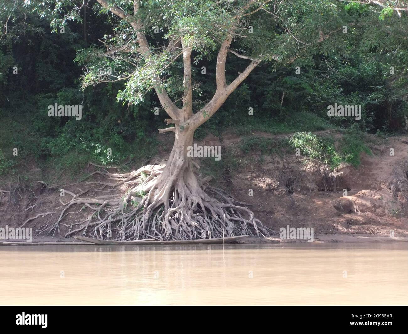 Tree Roots Grow into the Ou River, Northern Laos Stock Photo - Alamy