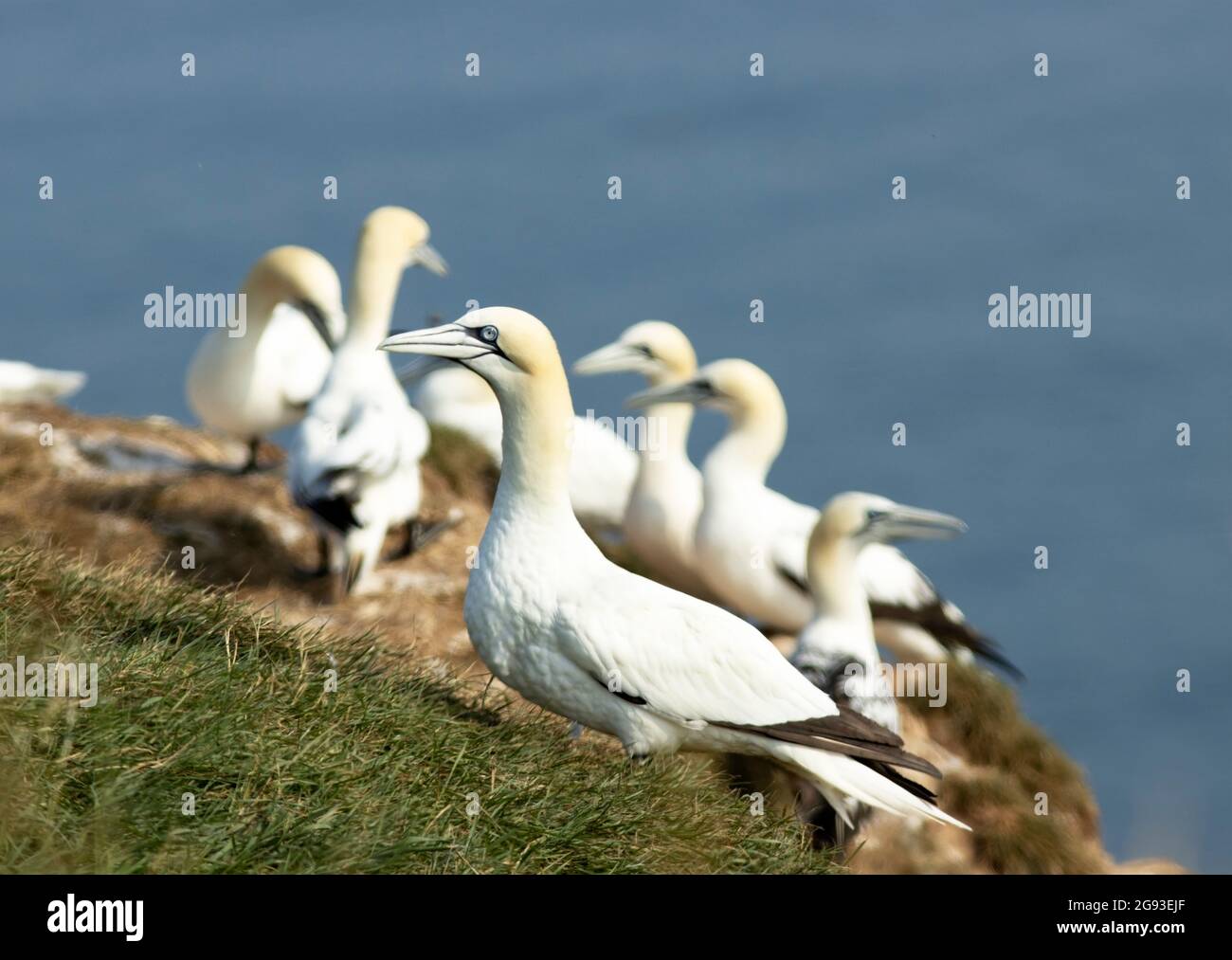 An adult Gannet with pure white plumage and just black wing primary ...