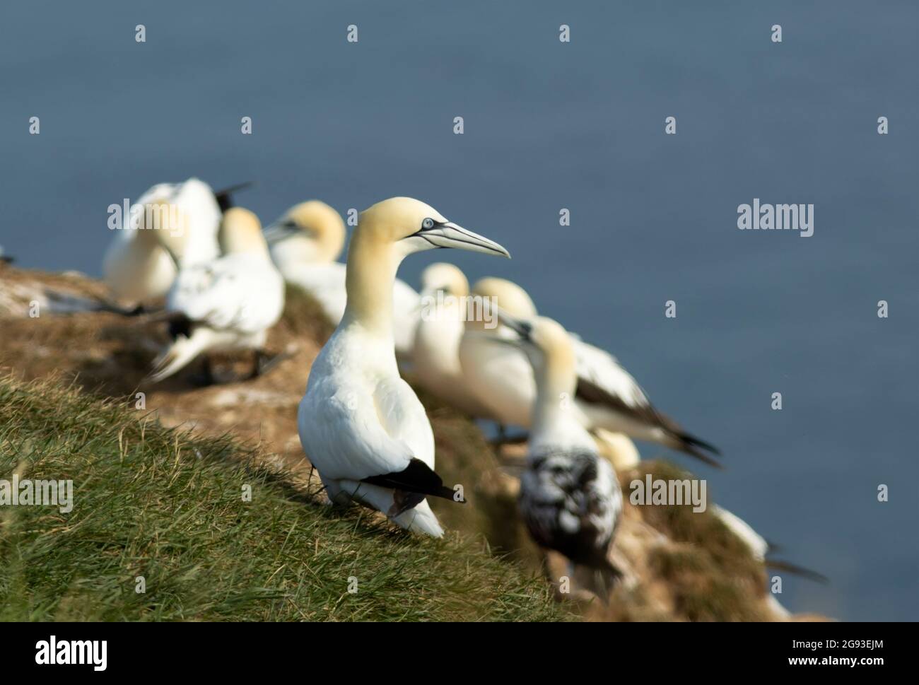 An adult Gannet with pure white plumage and just black wing primary ...