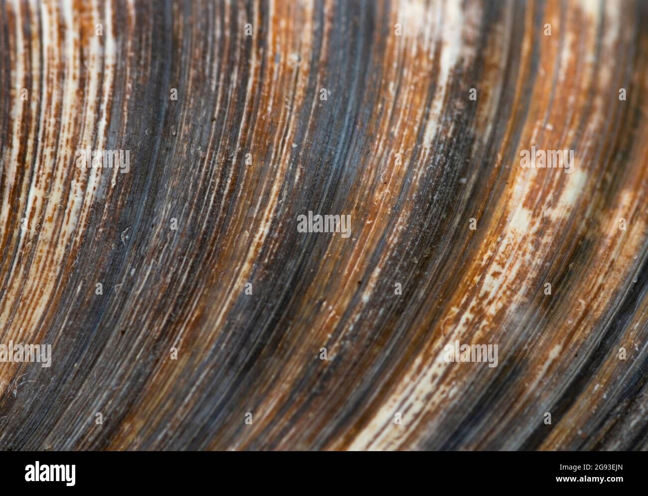 Annual growth rings on the shell of an Icelandic Cyprine shell. This bi ...