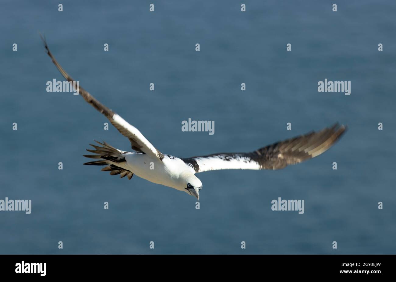 The black mottling on the back and wing coverlets show this to be a 4 ...