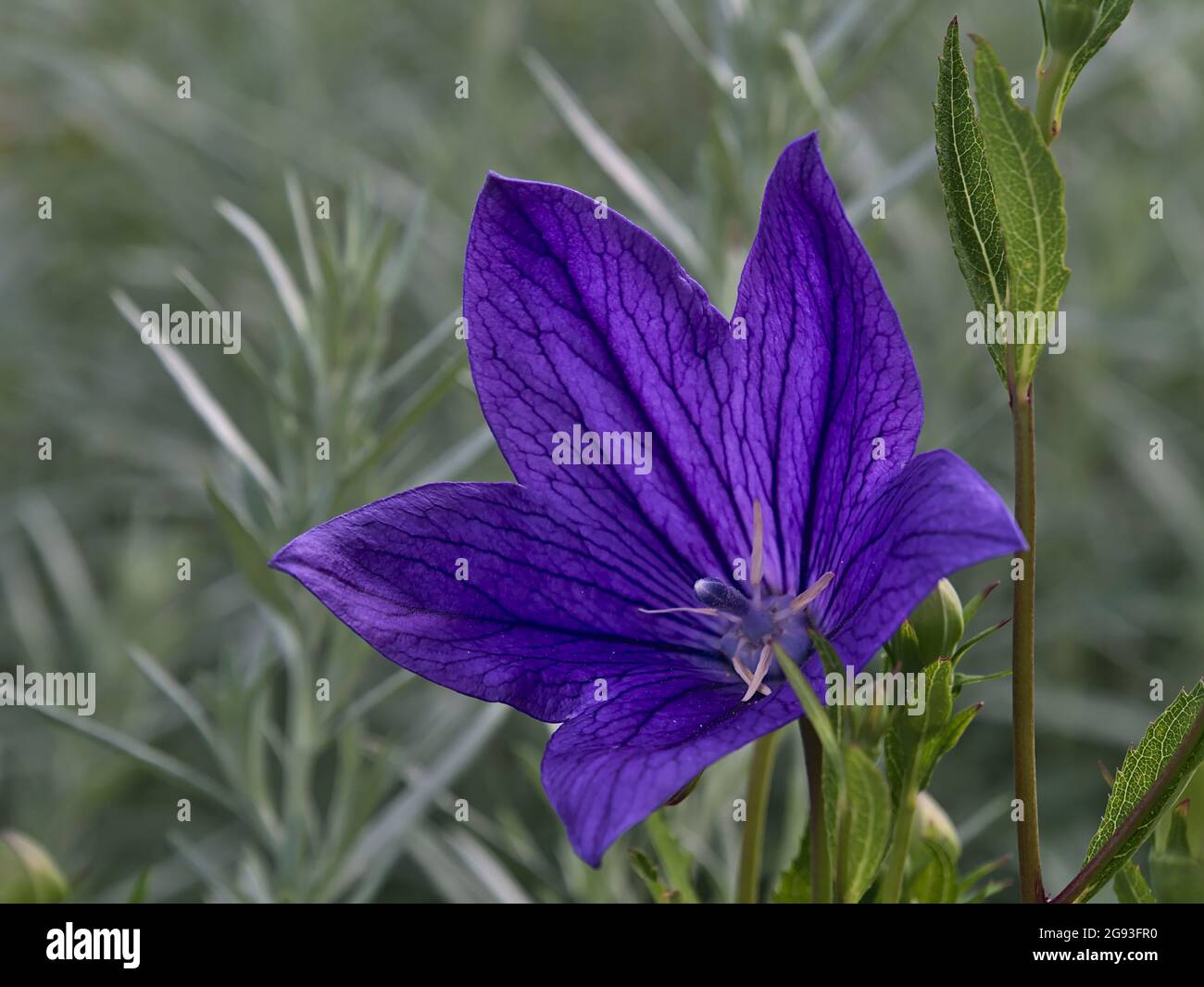 Purple star shaped flower hi-res stock photography and images - Alamy