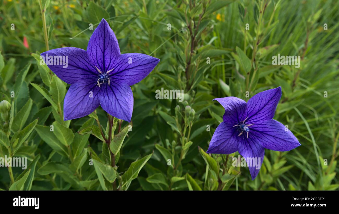 Purple star shaped flower hi-res stock photography and images - Alamy